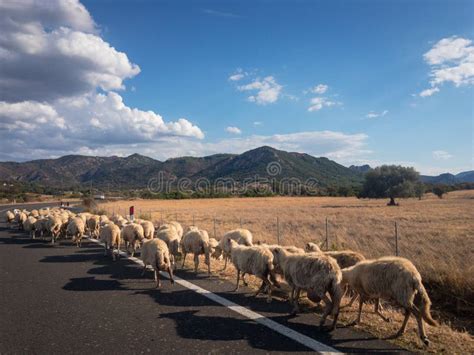 Herd Of Sheeps On A Road In Sardinia Stock Image Image Of Fence Blocked