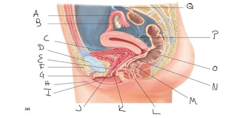 XX Diagram Label Diagram Quizlet
