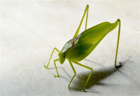 Katydid Bug