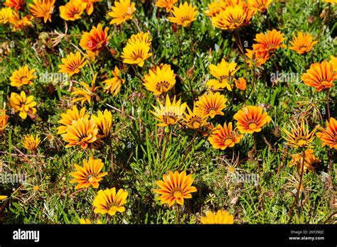 They Produce Large Daisy Like Composite Flowerheads In Brilliant
