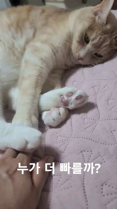 누가 더 빠를까고양이영상 Shorts Cat Youtube