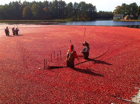 Experiential Cranberry Bog Tour Massachusetts Or Scooping Fruit