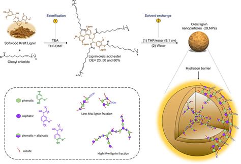 Illustration Of The Preparation Of Oleic Lignin Nanoparticles OLNPs