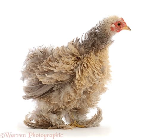Cream Frizzle Bantam Chicken 15 Weeks Old Photo Wp46844