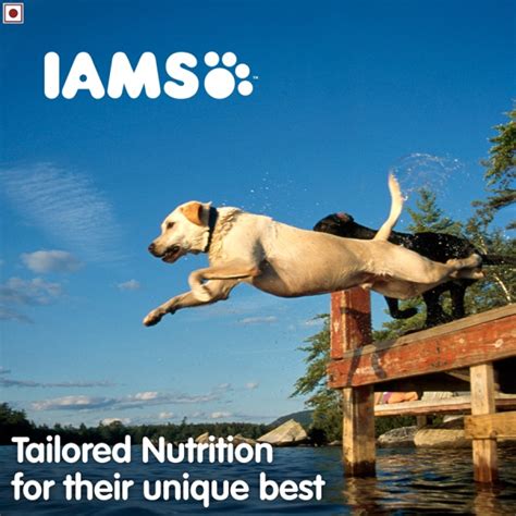 Buy Iams Proactive Health Adult Dog Food Large Breed 12000 Gm Online