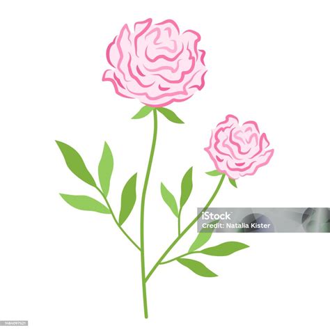핑크 피는 모란입니다 녹색 잎과 꽃차례가 있는 나뭇가지에 장미의 꽃 벡터 그림 무성한 꽃 봉오리의 식물 그림입니다 개화에 대한