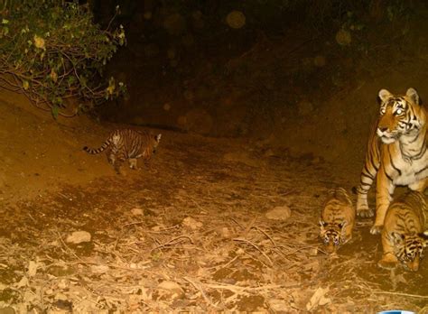 सरिस्का टाइगर रिजर्व में बढ़ा बाघों का कुनबा पेड़ पर लगे ट्रैकिंग