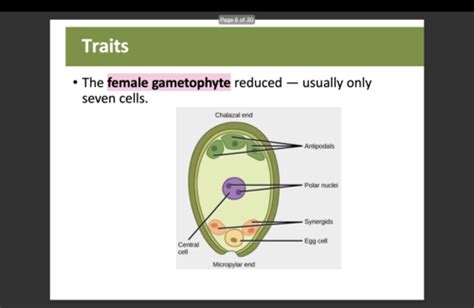The Plant Kingdom Angiosperms Flashcards Quizlet