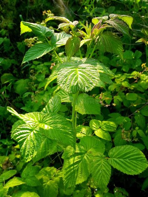 Raspberry Garden Bush Stem Green Leaves Young Branches Stock Image