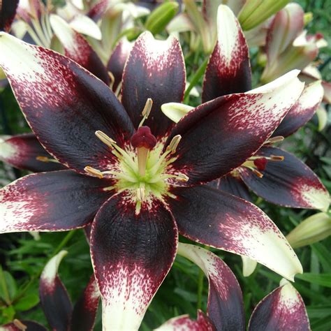 Lilium Lily Nettys Pride Garden Seeds Market Free Shipping