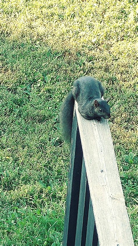 Red Squirrel Behaviour Rsquirrels