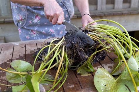 How To Grow Waterlilies Bbc Gardeners World Magazine