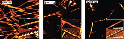 Supramolecular Organization Of Amyloid Fibrils Intechopen