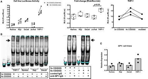 The Interferon Regulatory Factor 5 Irf5 Promoter Risk Download Scientific Diagram