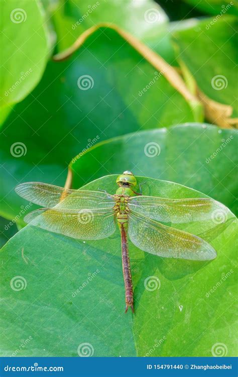 Libel Op Blad Stock Foto Image Of Water Nimf Insect 154791440