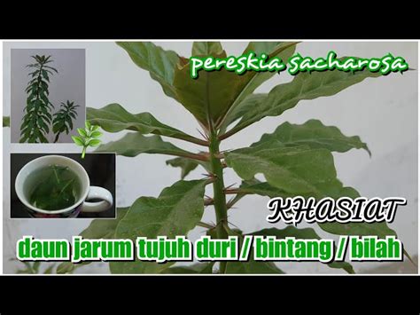 Temukan 6 Manfaat Buah Tujuh Duri Yang Bikin Kamu Penasaran Discover NEWS