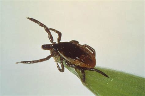 The Deer Tick Or Blacklegged Tick Ixodes Scapularis Photos Gma