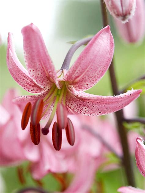 Lily Candy Morning Lily Bulbs For Spring Planting Dutchgrown™ Uk