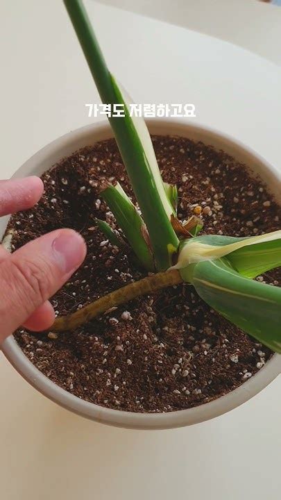 무늬 몬스테라 성장속도가 느려요 Monstetamonday 몬스데이 Youtube