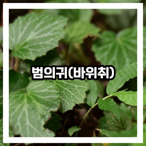 범의귀 생김새 특징 성분 효능 먹는법 활용법 부작용 정리