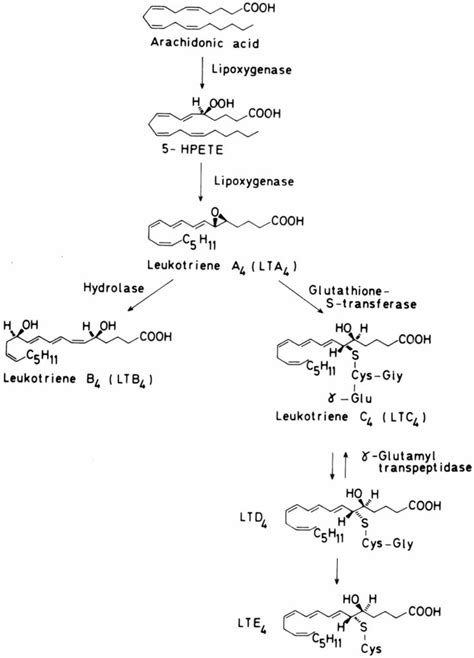 Leukotriene Function Leukotriene Antagonist And Leukotriene Modifiers Uses