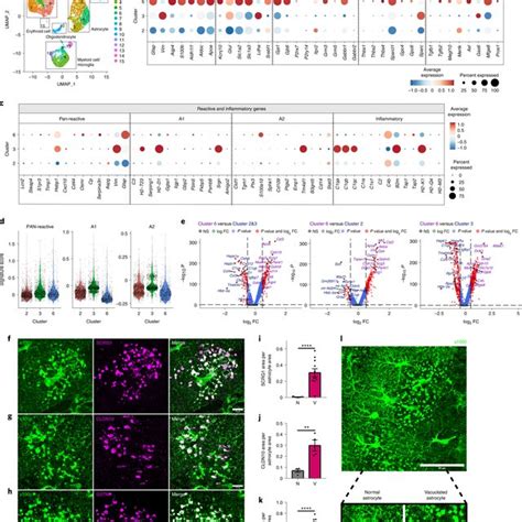 A Distinct Astrocyte Subtype In The Aging Mouse Brain Characterized By