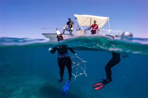 Coral Reef Awareness Week Red Sea Reef Stars Mars Coral