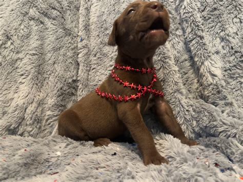 Akc Female Chocolate Great Dane Great Dane Puppies For Sale In
