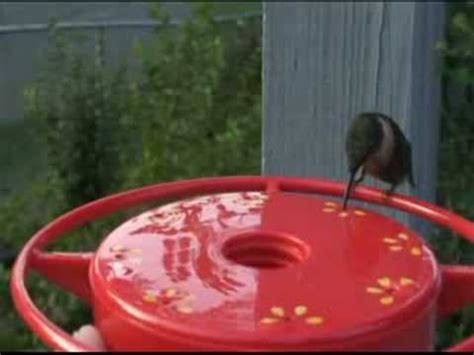 2007 Ruby Throated Hummingbird Clips 1 YouTube
