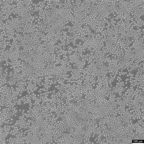 EL4 Cells
