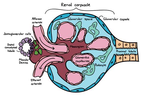 Glomerular Structure