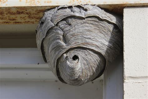 Hornet Nest Ground