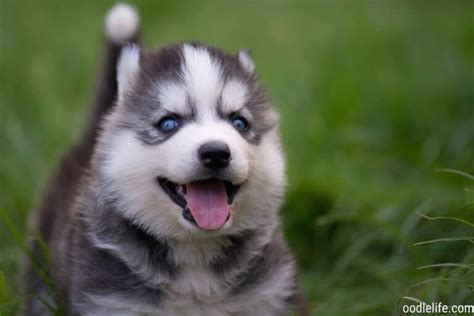 Labradoodle Husky Mix Guide Rare Oodle Life