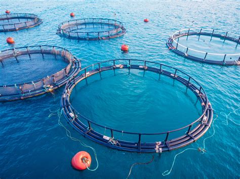 How Aquaculture Is Progressively Meeting Market Expectations Pittman