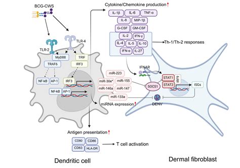 Bcg Cell Wall Skeleton Augments The Immunogenicity Of Dengue