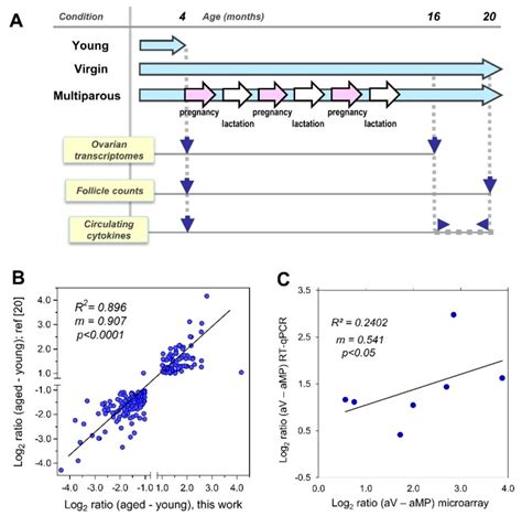 The Ovarian Transcriptome Of Reproductively Aged Multiparous Mice