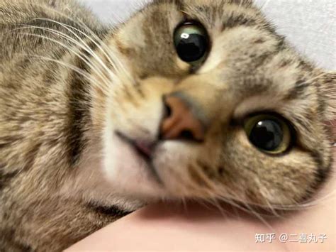 中国特有的狸花猫有多强大？ 知乎