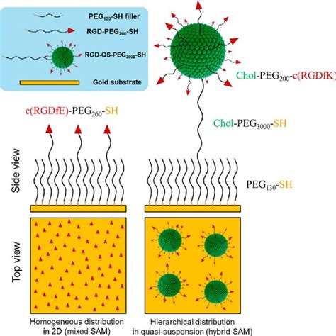 Schematic Representation Of The Two Kinds Of Substrates Studied On The