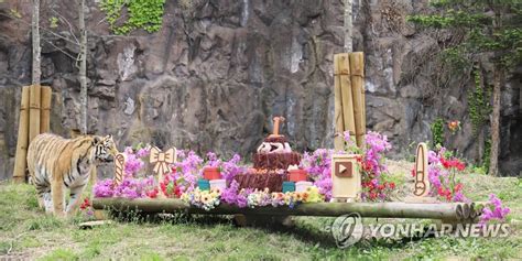 서울대공원에서 열린 시베리아 호랑이 삼둥이 돌잔치 연합뉴스