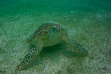 Private Tour Akumal Marine Turtle Snorkelling And Cenote Adventure