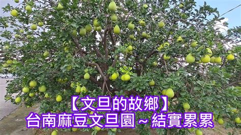 【文旦的故鄉】台南麻豆文旦園～結實累累 Youtube