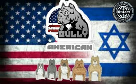 אמריקן בוליxxlandפיטבולים ישראל