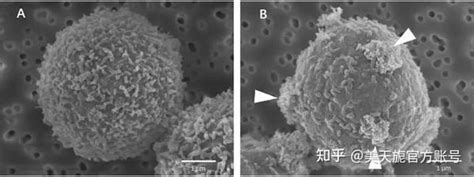 美天旎全自动磁性细胞分选仪automacs Neo，大样本处理、高纯度高得率一键直达，快速温和分选 知乎