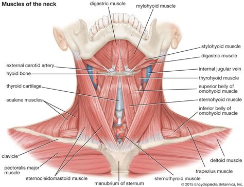 Head And Neck Muscle Labeled