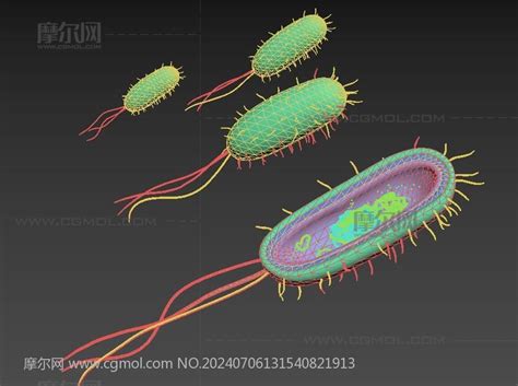 原核细菌细胞微生物结构模型下载 摩尔网cgmol