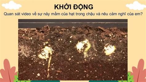 Giáo án Ppt Công Nghệ 4 Chân Trời Bài 3 Gieo Hạt Và Trồng Cây Hoa