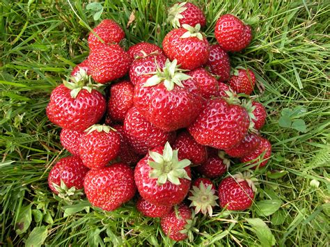 Neue Obstsorten Mieze Nova S