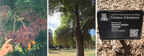 Trees From Around The World Right Here In Tucson Local Yard