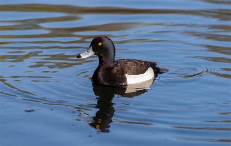 Oiseau Canard Touffu Ornithologie Photo Gratuite Sur Pixabay Pixabay