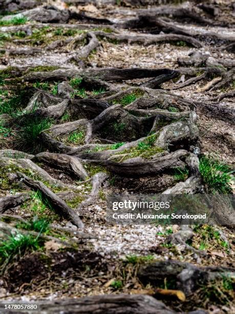 Tree Roots Form A Bizarre Grid Pattern On The Ground High Res Stock